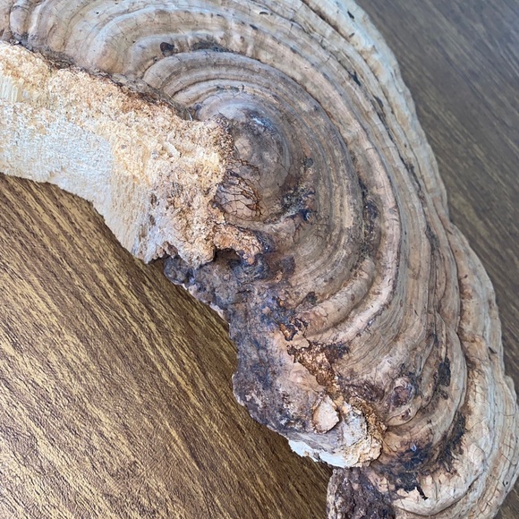 Wall Decor | Miller Painting Burned Conk Mushroom Fungus Folk Art ...